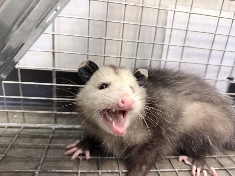 Mainland pest found once again in Honolulu shipping container