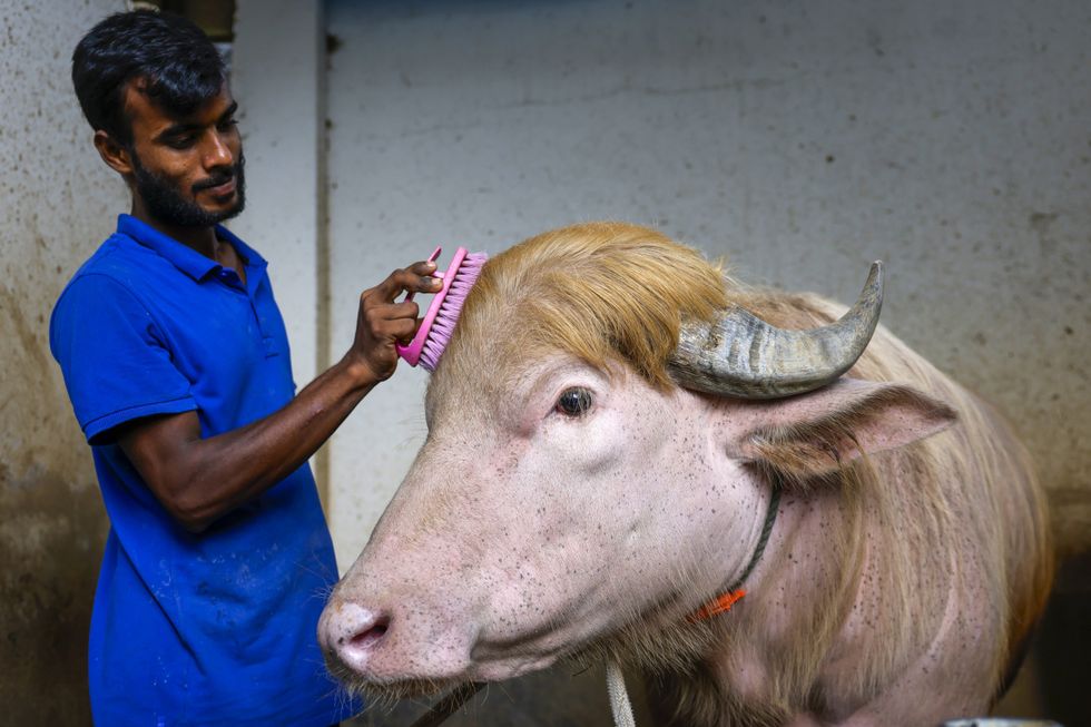 Muslim worshippers to sacrifice 'Donald Trump buffalo' for Eid