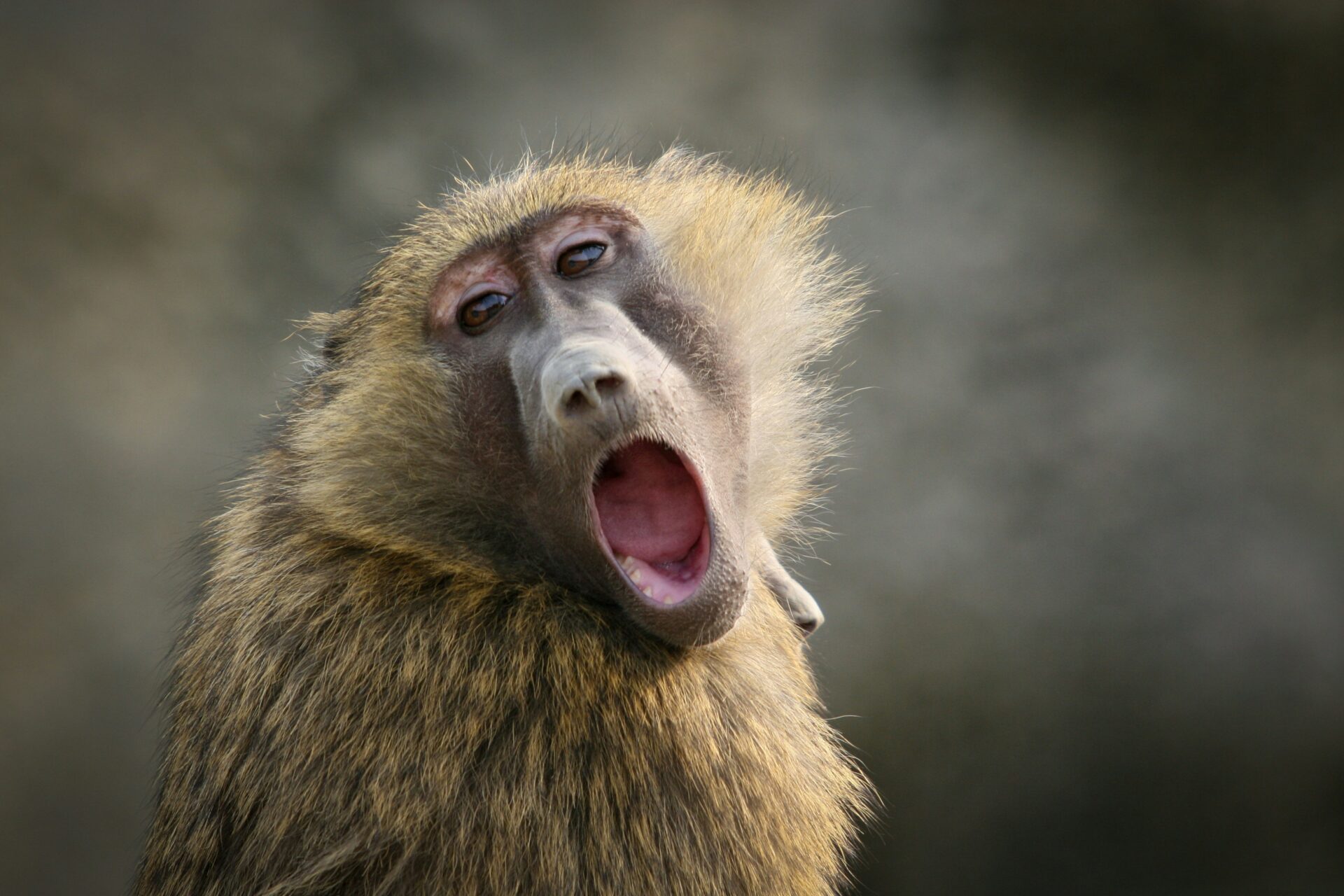 33 myths that sound true but are actually false