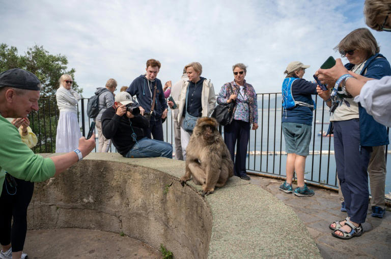 Gibraltar monkeys eat soil in junk food detox: study