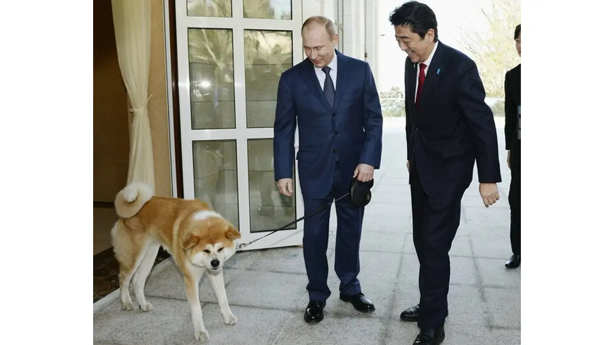 Simbol diplomasi berakhir, anjing Akita hadiah Jepang untuk Putin ...