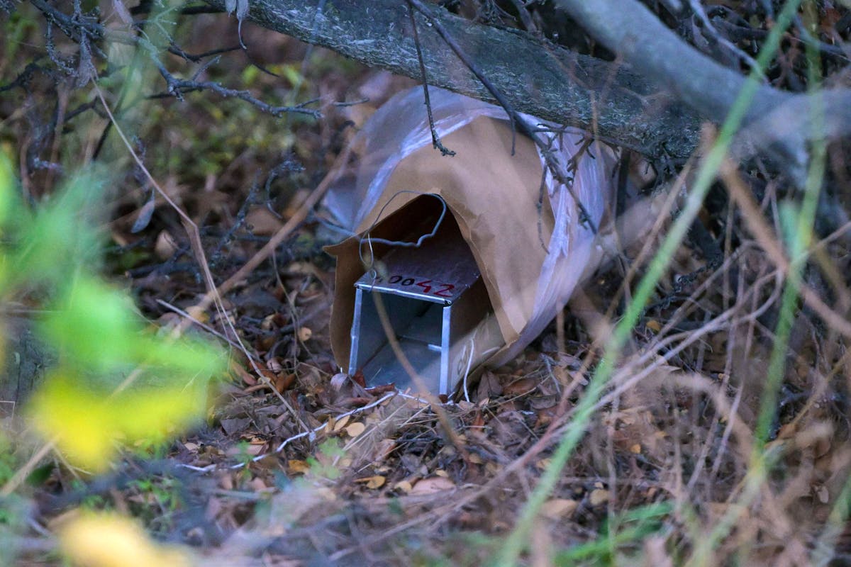 La mission à Ushuaïa a capturé environ 150 rongeurs