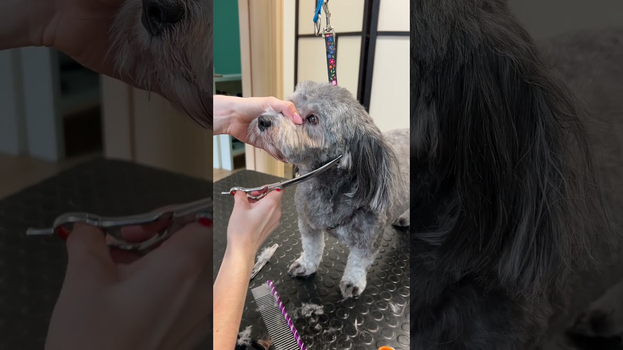 Fluffy dog transformation: Step-by-step head & face grooming tutorial!
