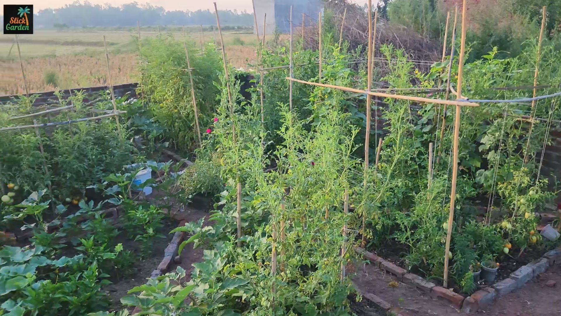Boost plant growth naturally: The best DIY fertilizer recipe