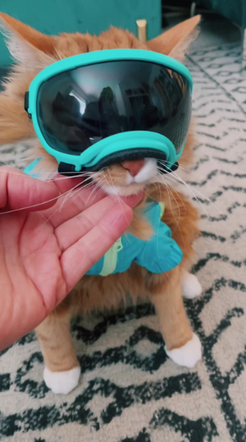 Ski prep with my cat