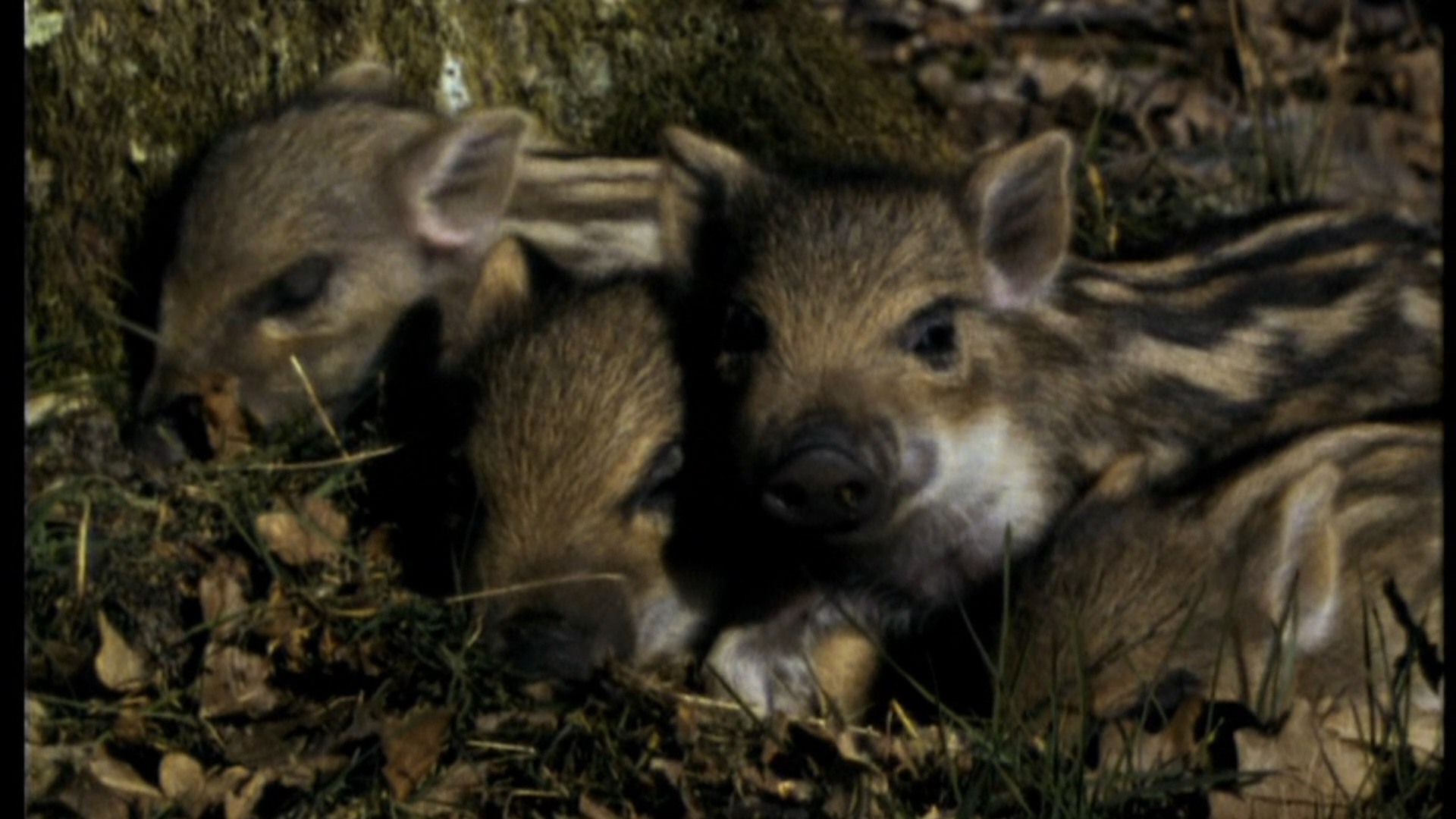 The baby wild boar