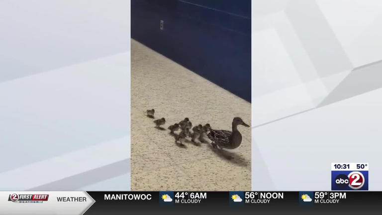 Mother duck leads ducklings through elementary school in 25-year tradition