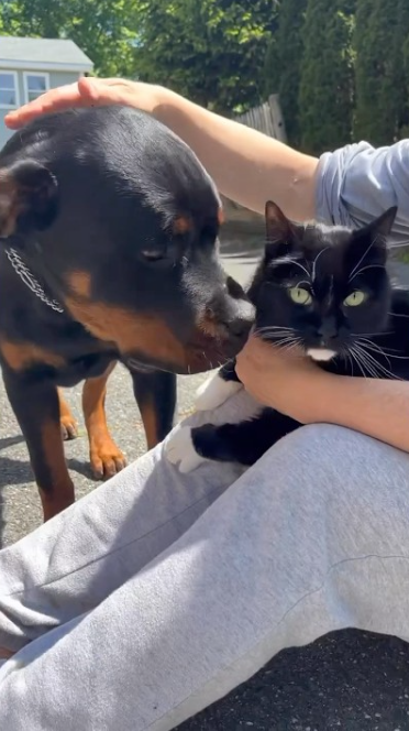 Are you a cat or dog person? Funny puppy moments that melt hearts