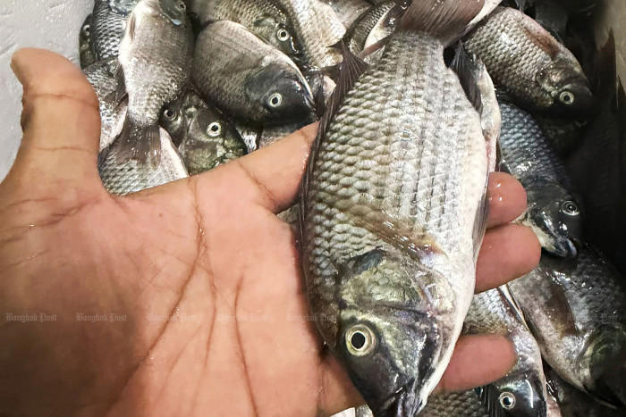 Invasive fish to yield new products