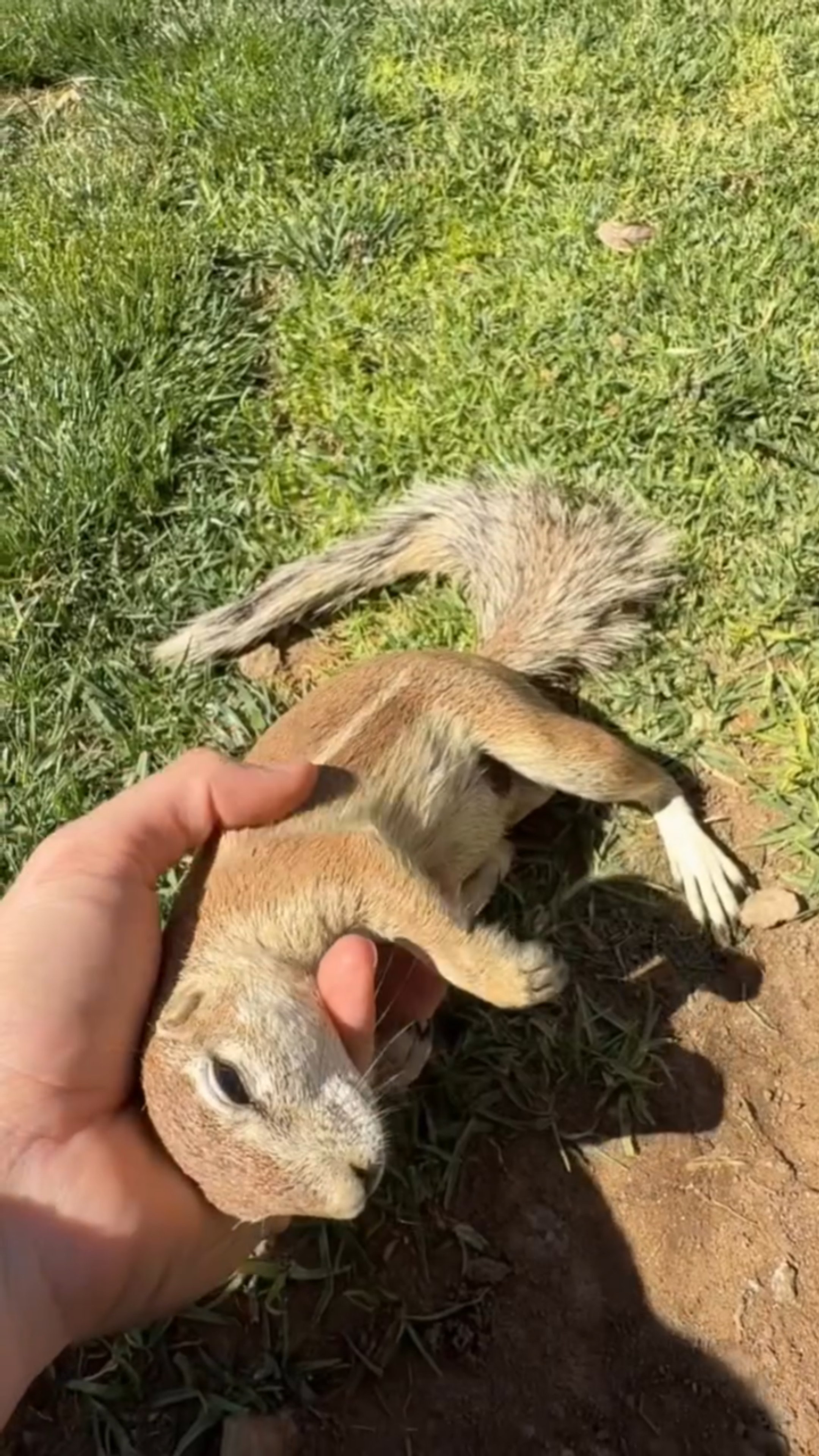 Hansie enjoys belly rubs