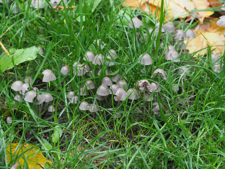 Why mushrooms appear in your lawn overnight and what they reveal about ...