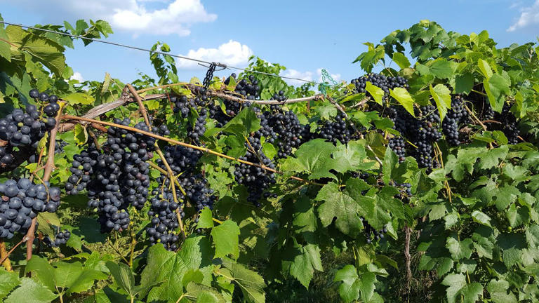 Local growers face heavy crop losses after unusual spring frost events