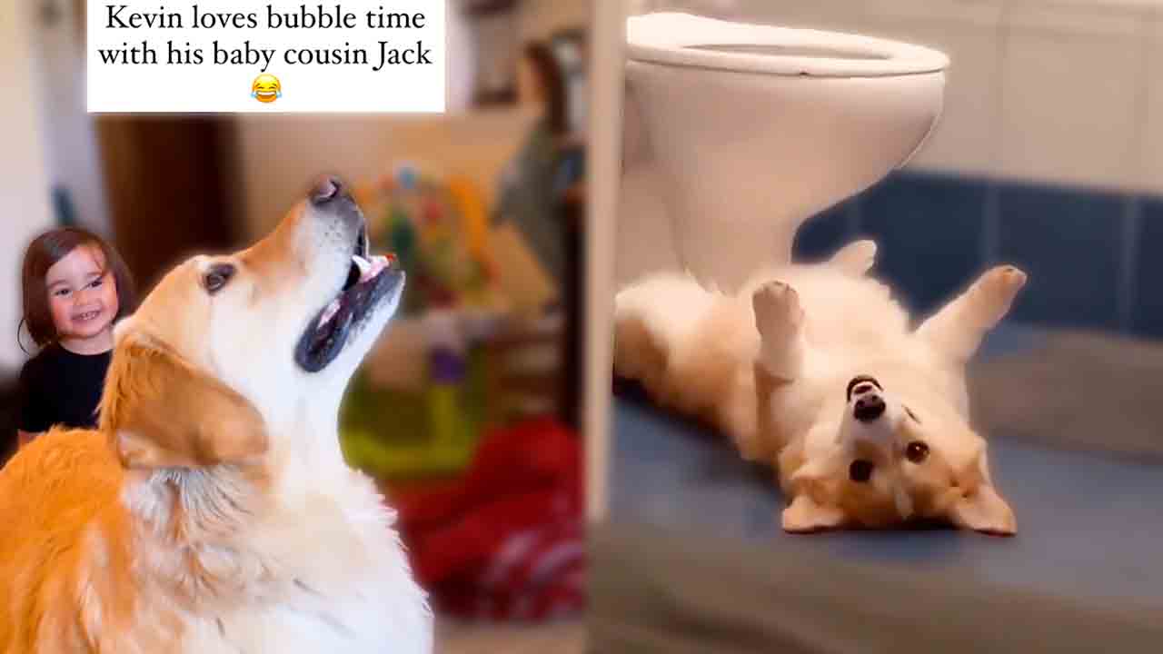 Wholesome dog moments Bubbles walks and animal friends