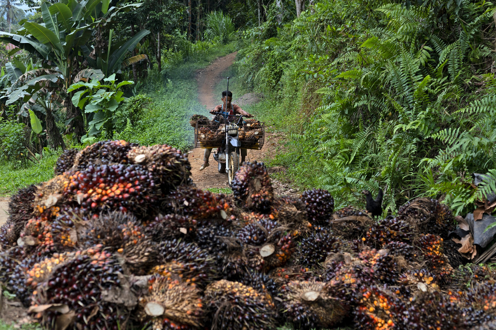 Indonesia tightens control over key commodities in major trade takeover ...