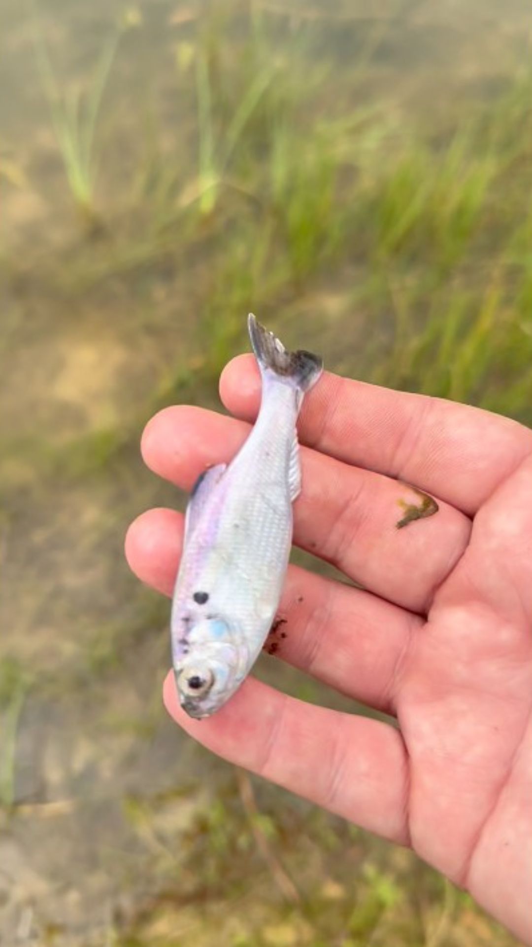 Were you fooled too? This lure looks like a real fish