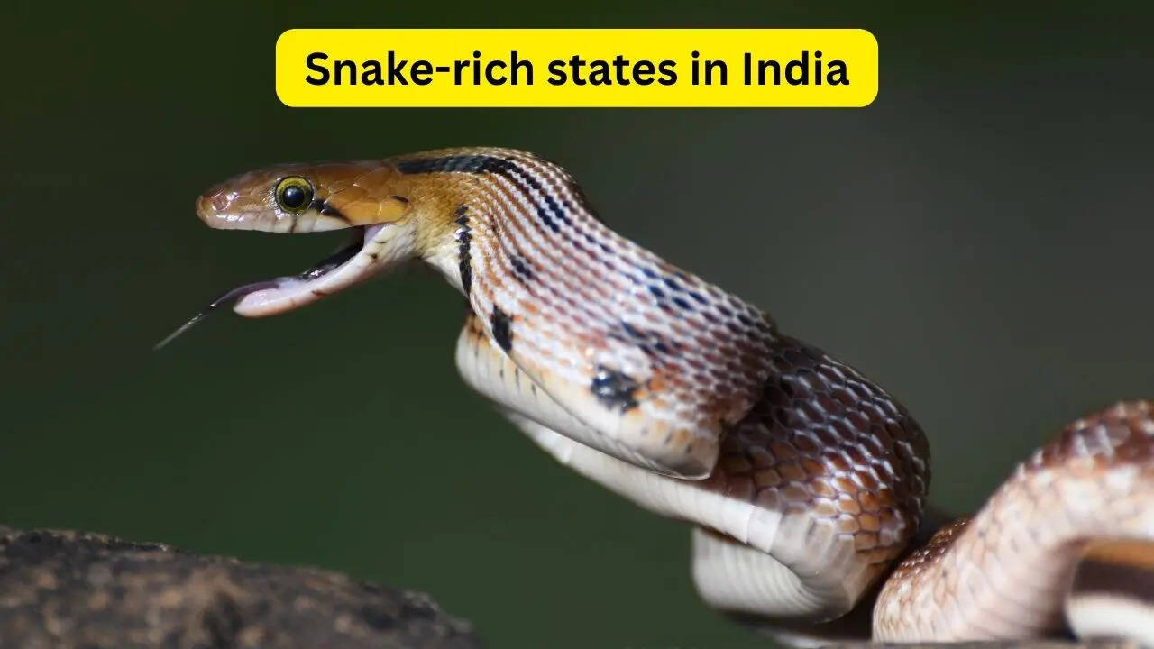 7 snake-rich states in India and what every wildlife traveller should ...