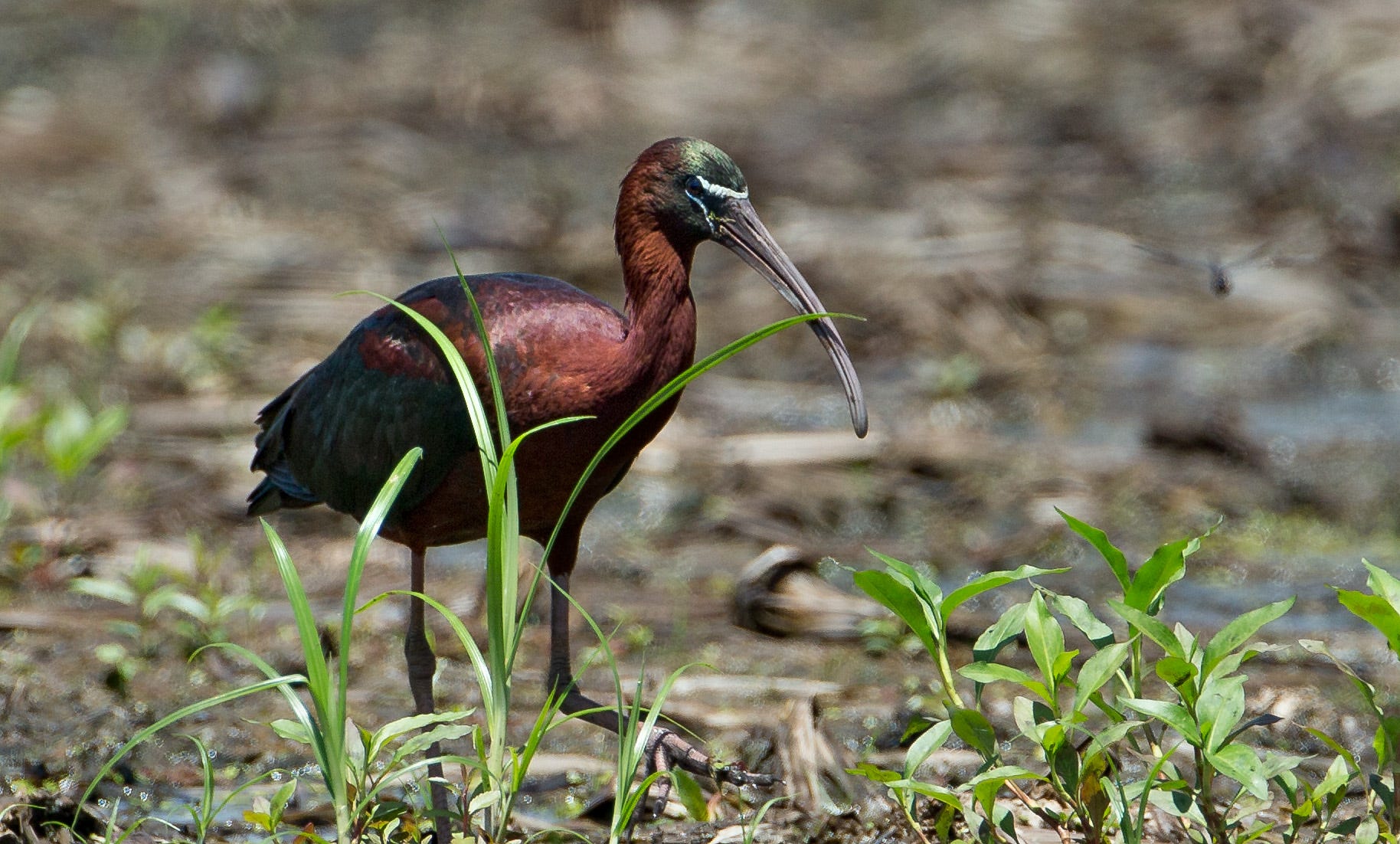 East Coast bird makes rare visit to Ohio River. Here's where to see it