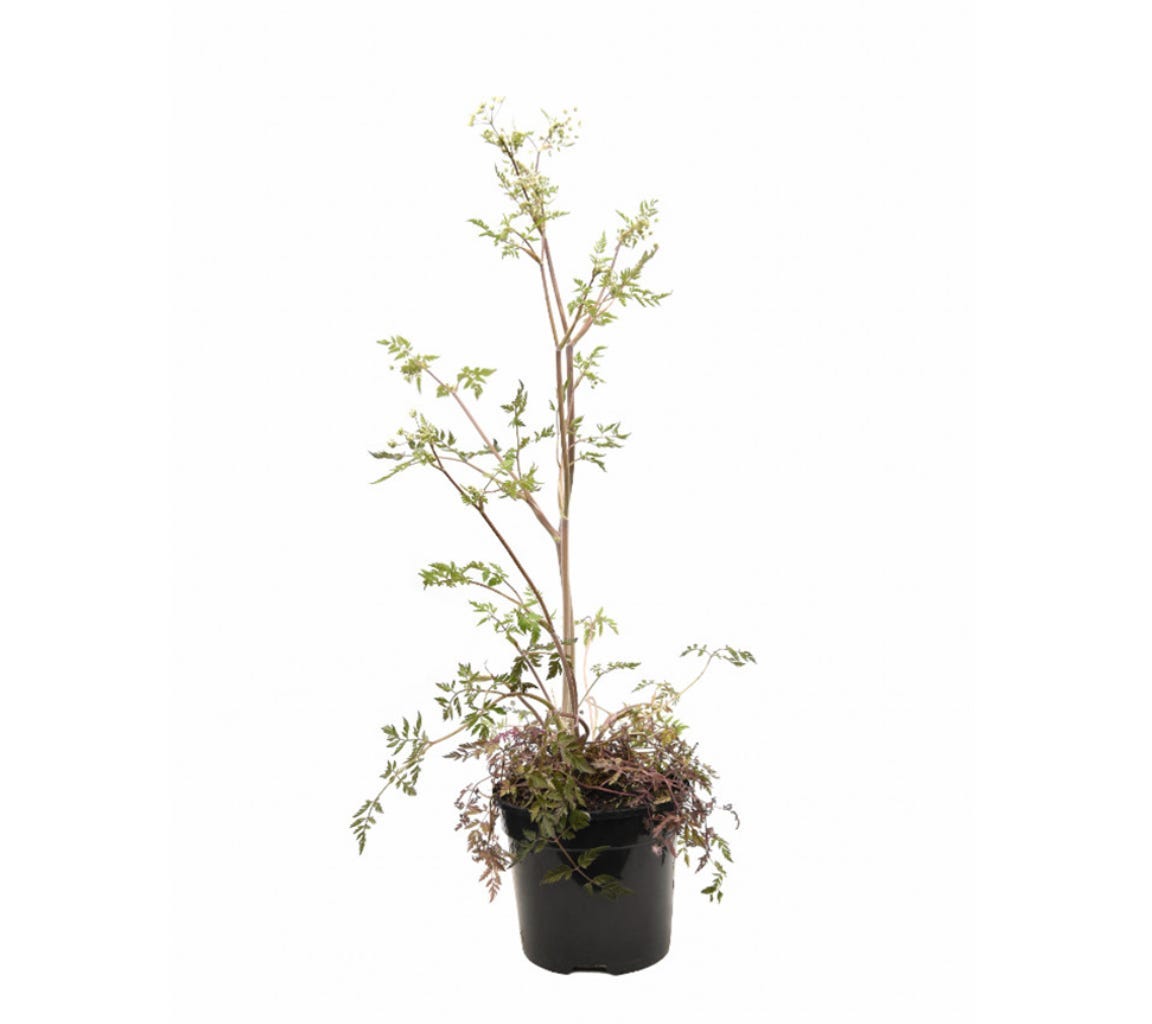These 3 fast-growing wildflowers will fill out your garden borders in weeks