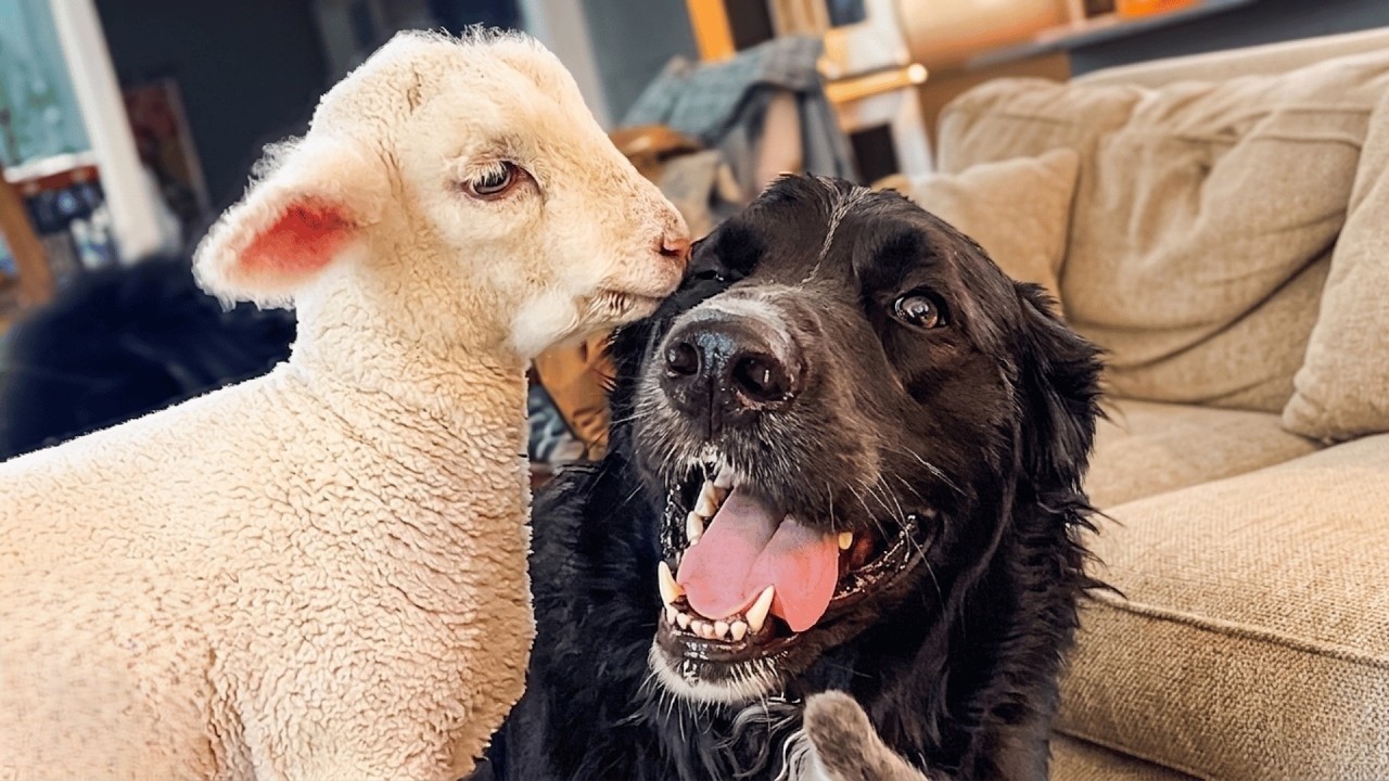 Tiny lamb followed a giant dog everywhere - and decided he was her mom