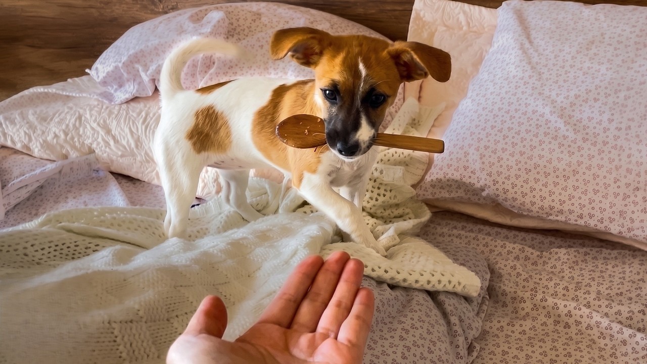 Spoiled 'only child' dog refused to share her parents - until a senior ...