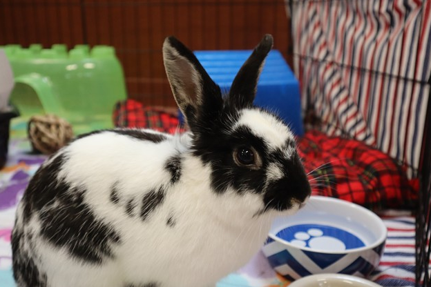 Pet of the week: Aloha ready to hop into your heart