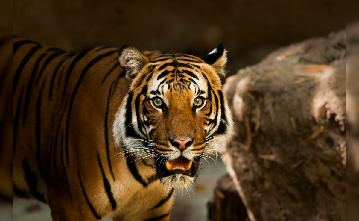 Tiger kills four women collecting tendu leaves in Maharashtra's Chandrapur