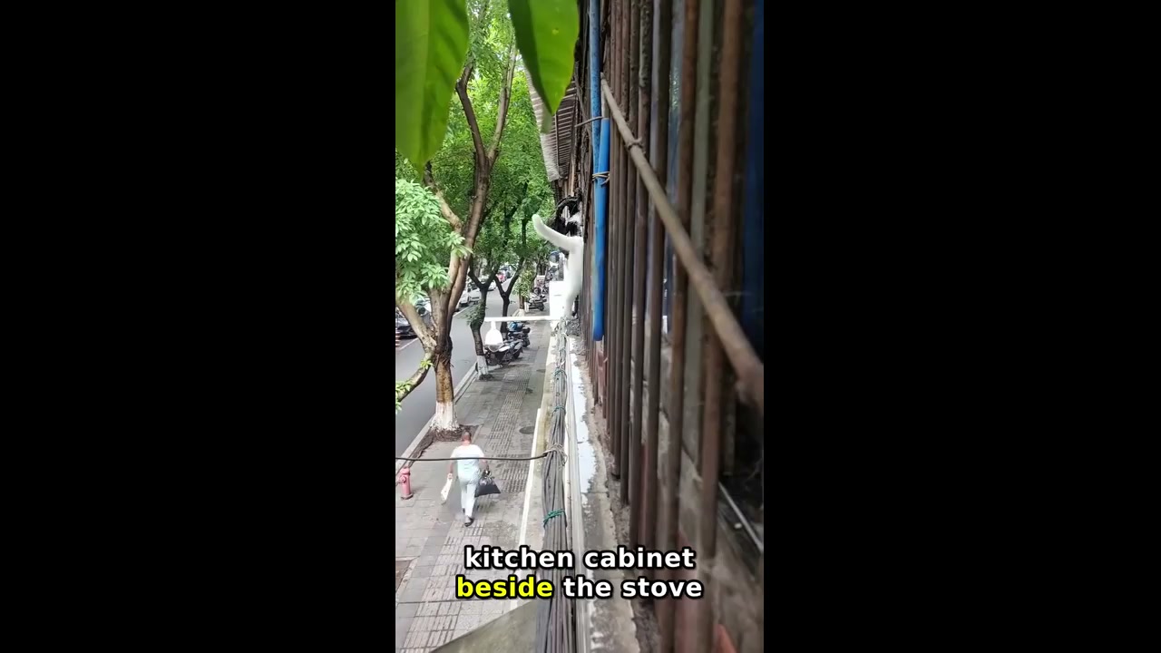 Cat navigates window grilles in kitchen in Chongqing, China