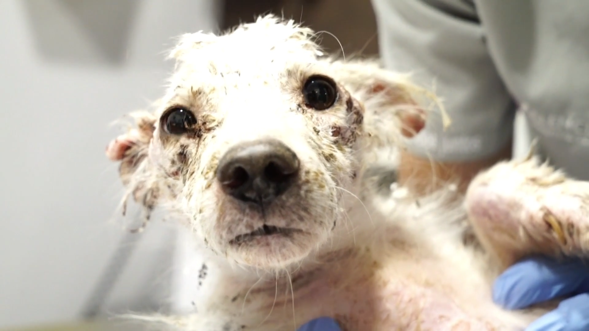 This dog was kept in a dungeon for years - until this man finally saved him
