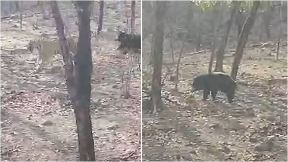 Sloth bear chasing tiger in Ranthambore proves anything can happen in wild