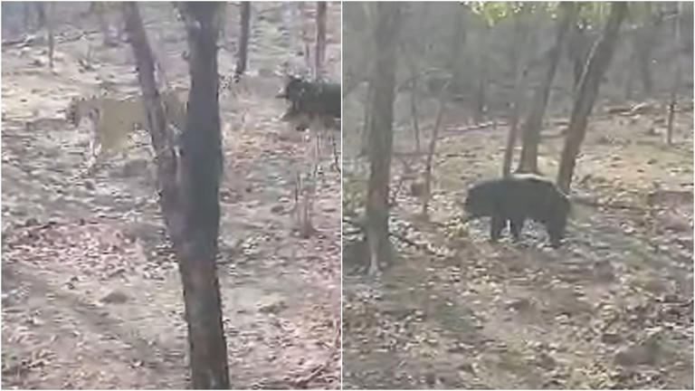 Sloth bear chasing tiger in Ranthambore proves anything can happen in wild