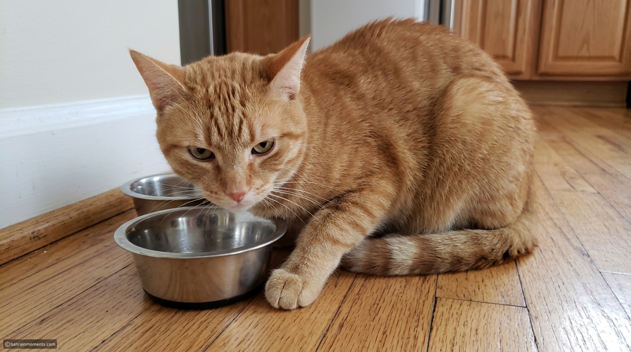 Veterinarians warn: 8 signs your cat will reject another cat