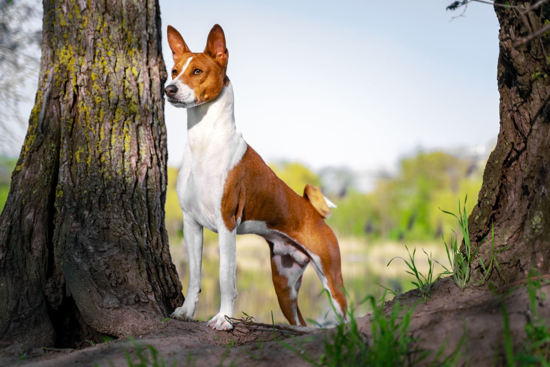 20 razas de perros que no sueltan pelo