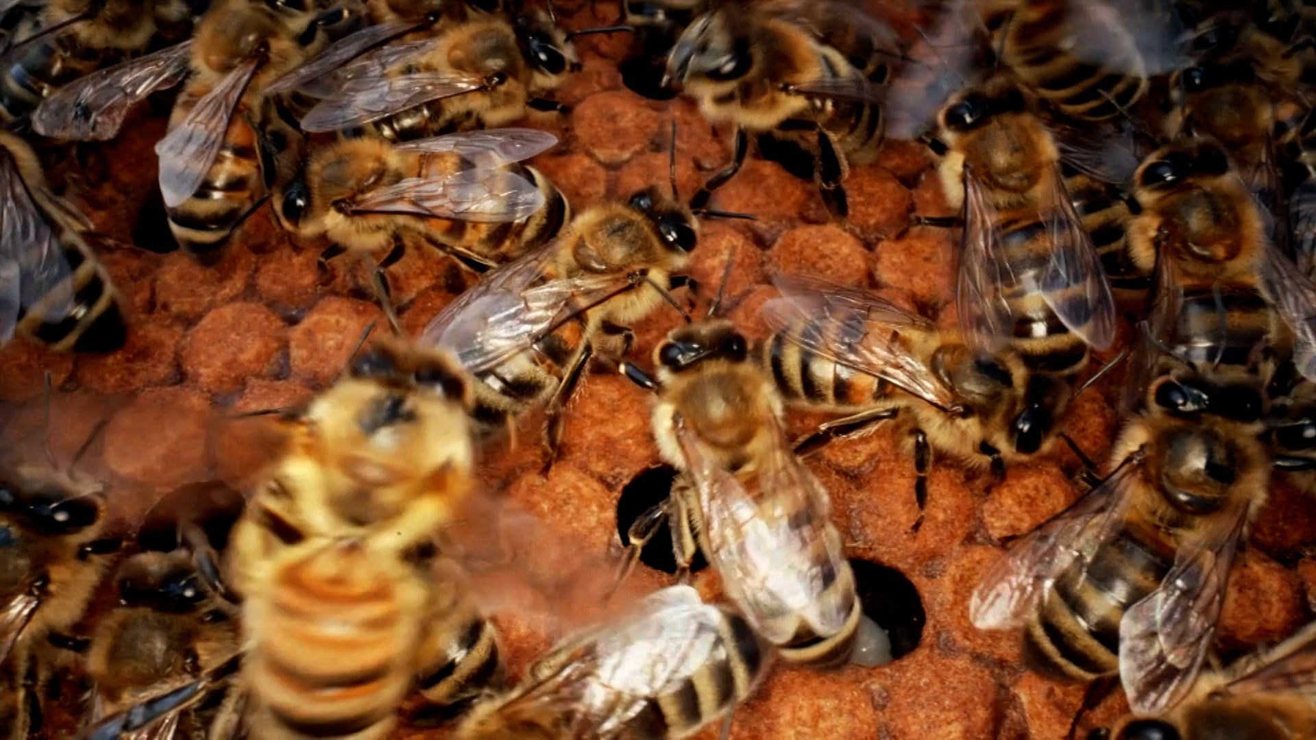 Bee swarms 17 days early: Is climate change rewriting nature?