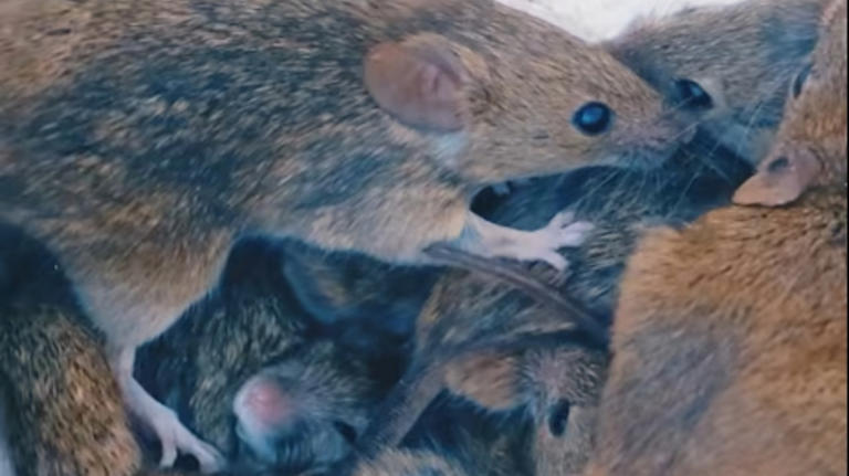 Aussie school closes over gross bait blunder