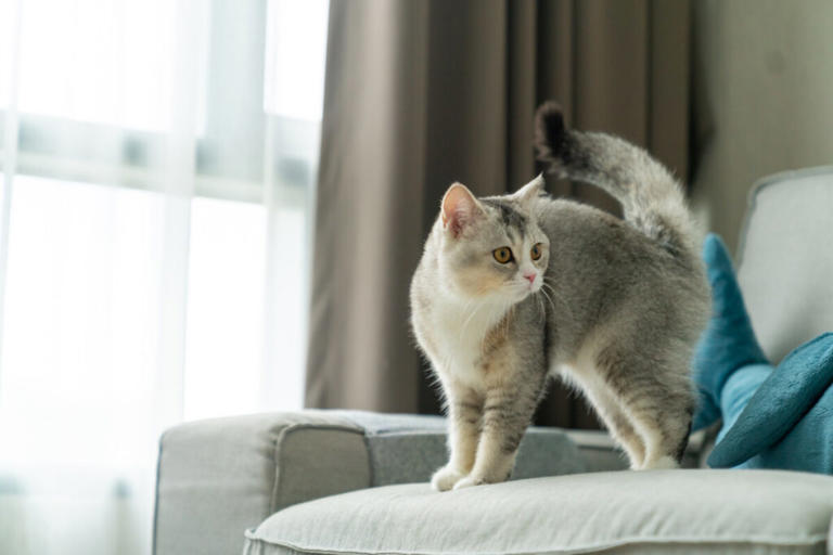 Il gatto ti segue ovunque? Ecco cosa sta cercando di comunicare