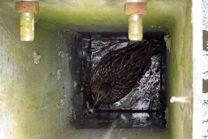 'Poor duck' trapped for up to 24 hours down pipe rescued by RSPCA