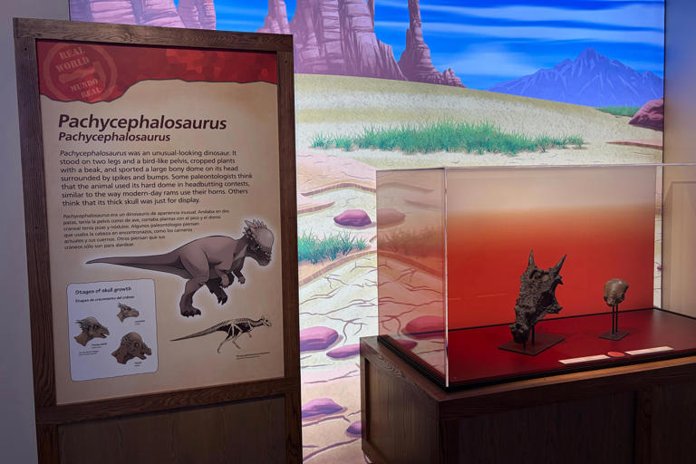 The Pokémon Fossil Museum is finally open. We got an early sneak peek