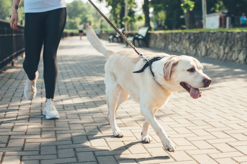 Dog owners face £500 fine as law change comes in this month