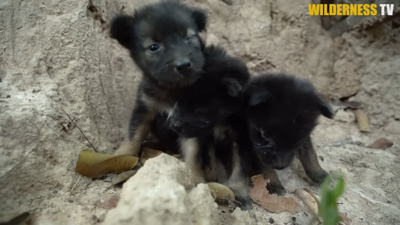 Orphaned puppies finally feel safe – their reaction says everything