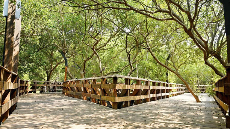 Opening of Maharashtra’s first mangrove park in Mumbai's Gorai delayed ...
