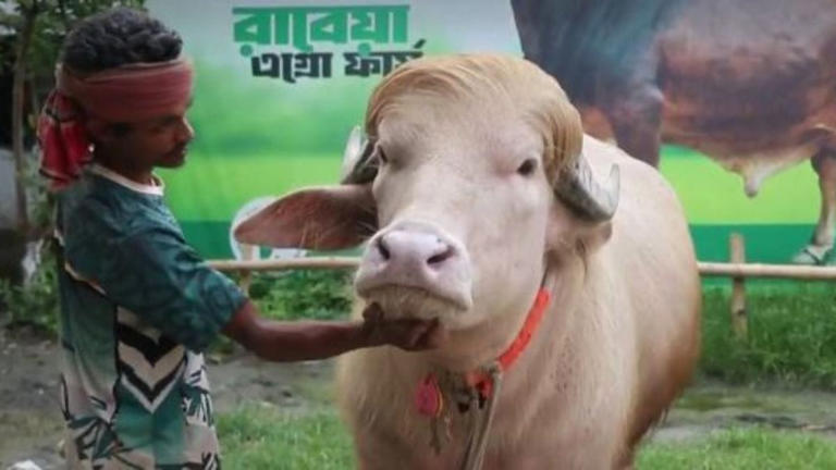 Viral 'Donald Trump' buffalo spared from sacrifice on Eid, shifted to ...