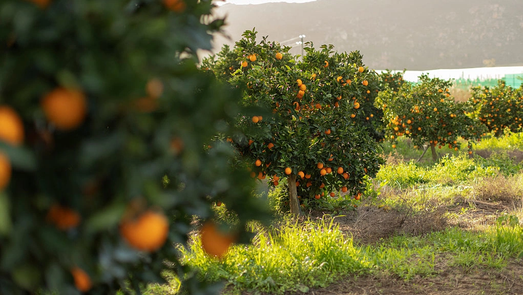 Your ultimate guide to thriving citrus trees