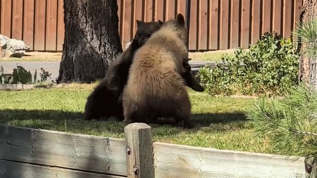 Bear cubs battle it out in epic play fight