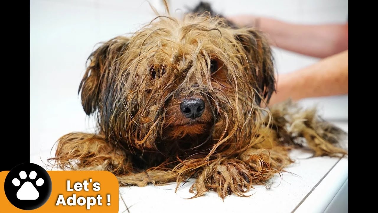 Tiny Yorkie spent his whole life being used for breeding - until ...