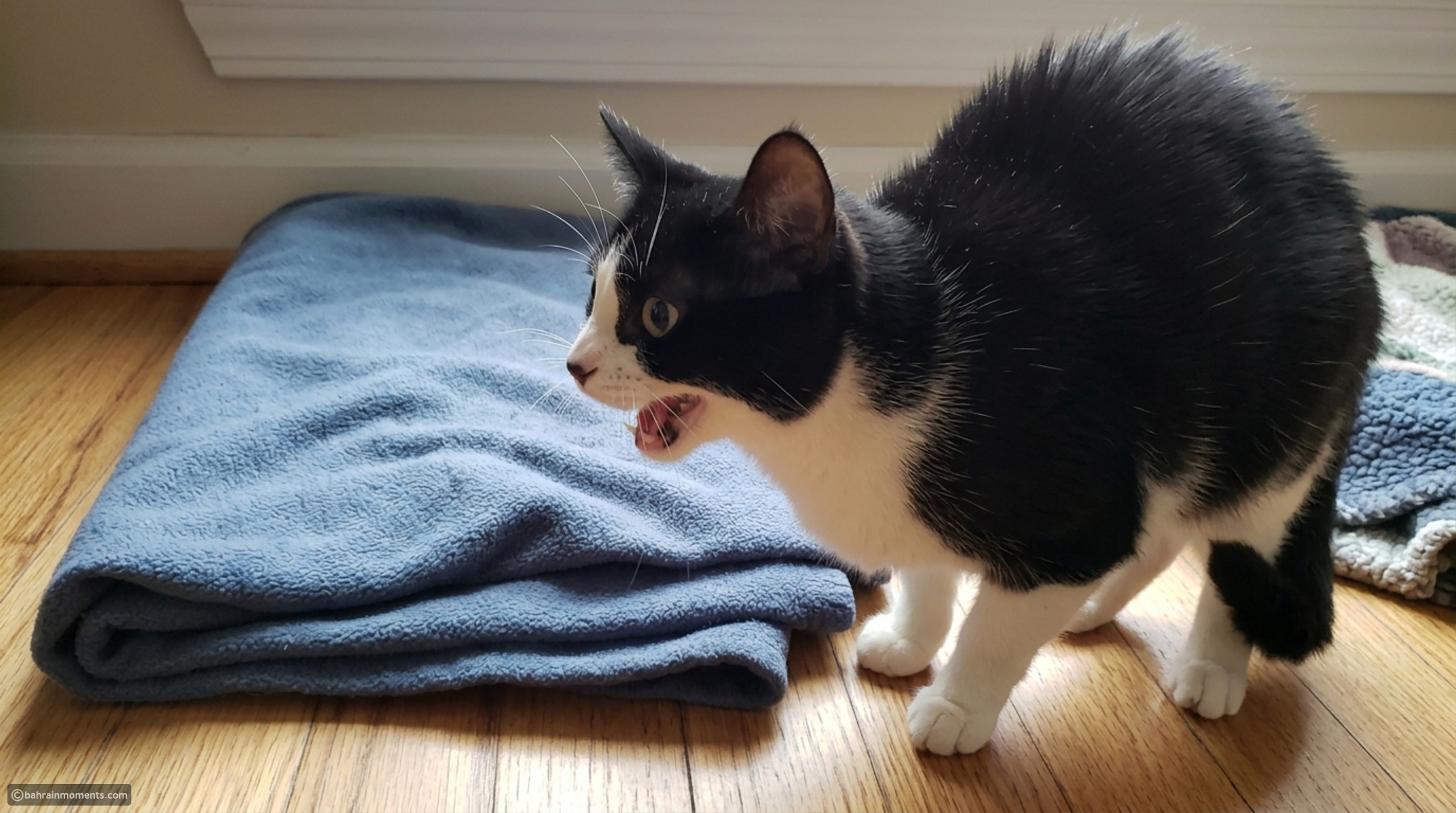Veterinarians warn: 8 signs your cat will reject another cat