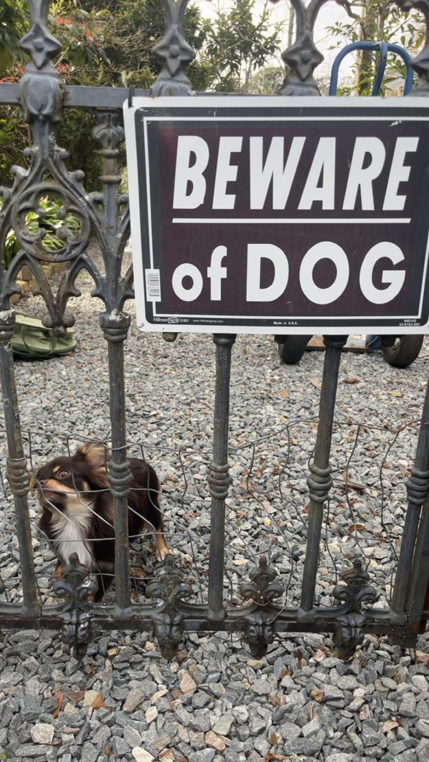26 dog photos that are way funnier than they should be