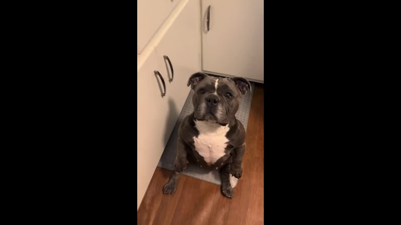 Clever dog makes abstract art while licking pumpkin puree from Ziploc bag