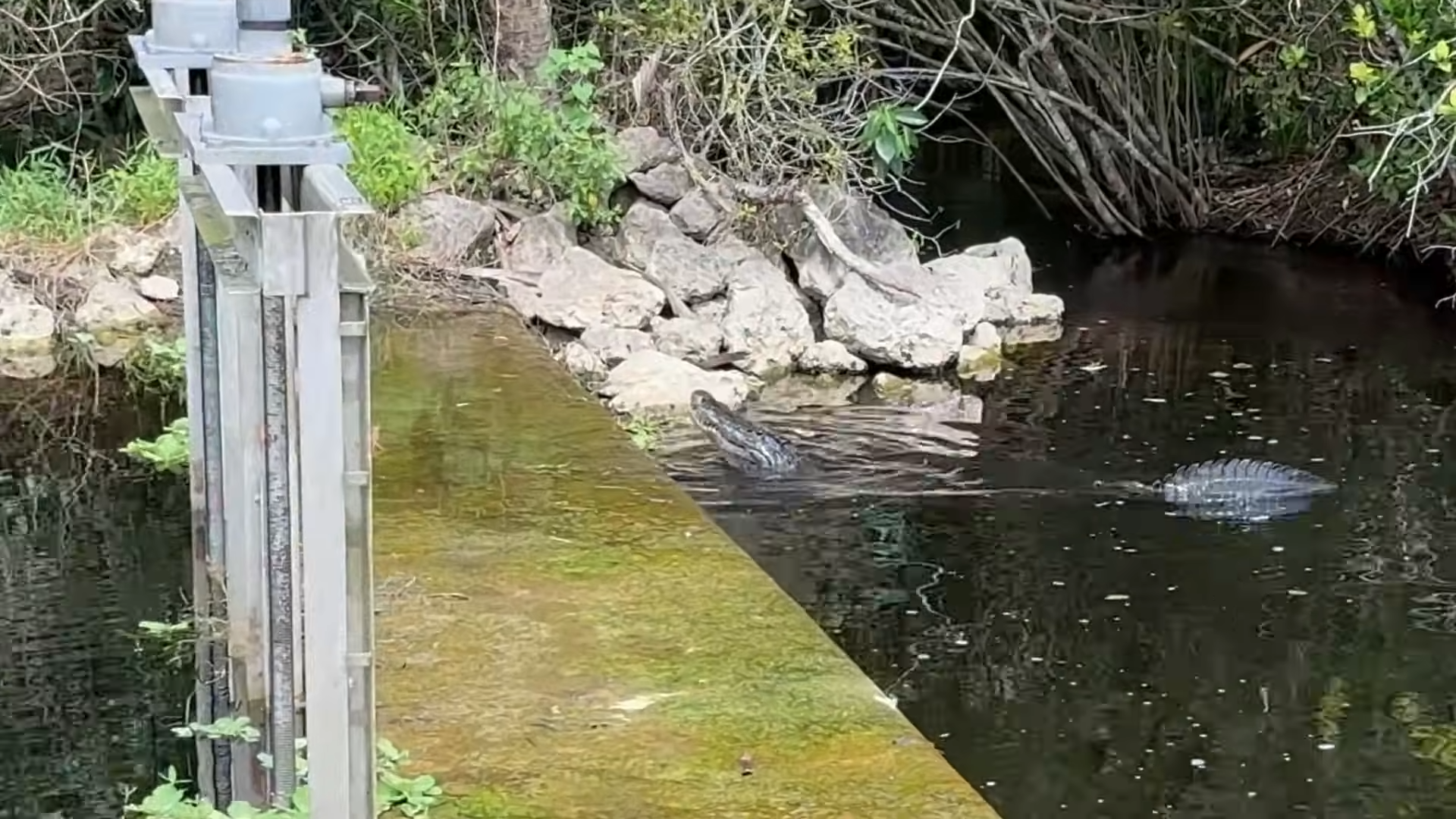 They slept beside gator-filled water and woke up with gators nearby