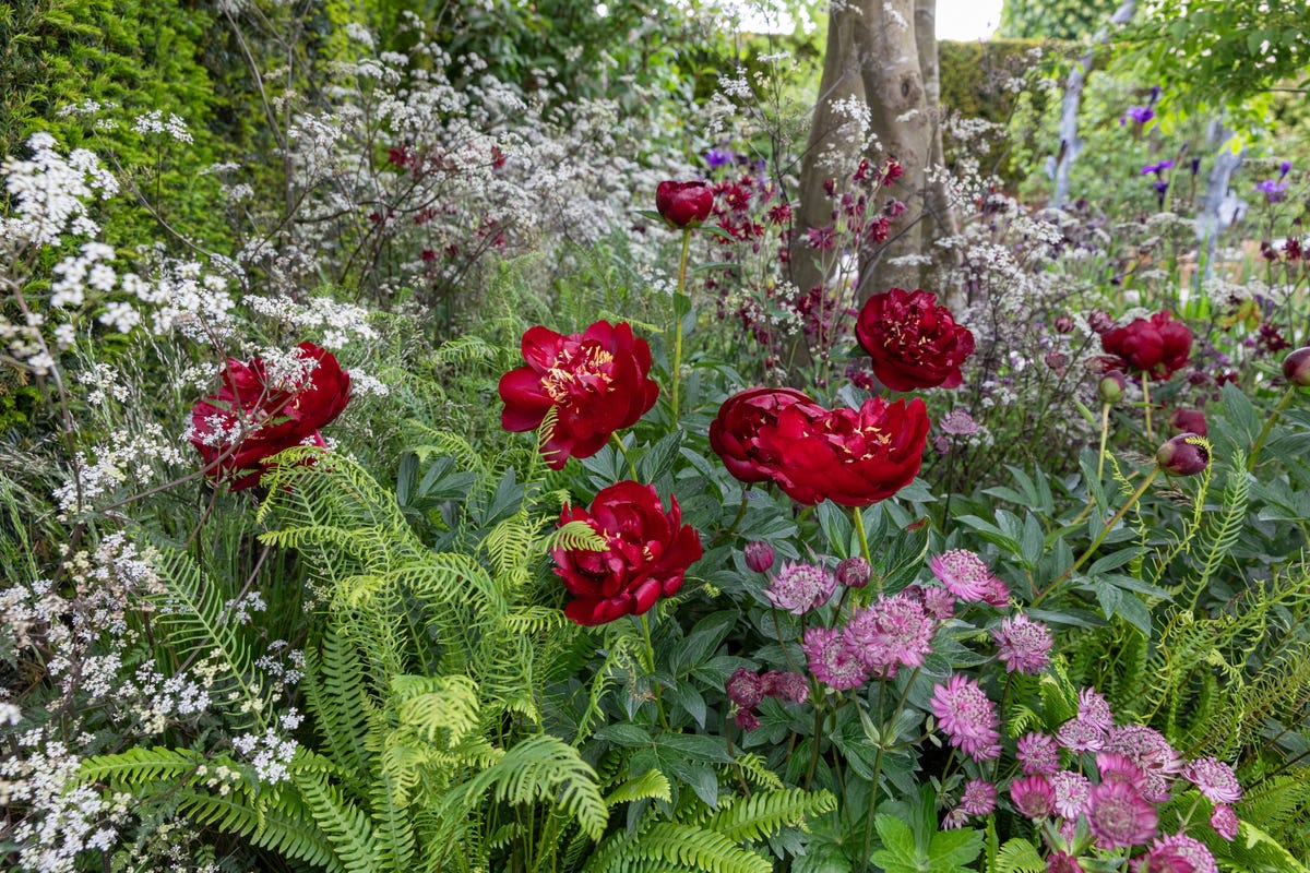 These 3 fast-growing wildflowers will fill out your garden borders in weeks