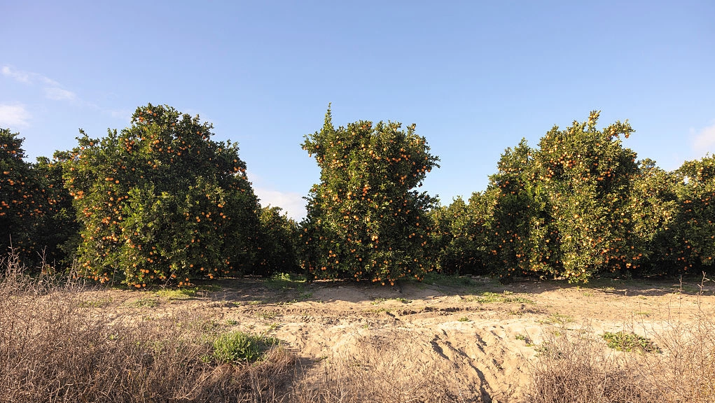 Your ultimate guide to thriving citrus trees